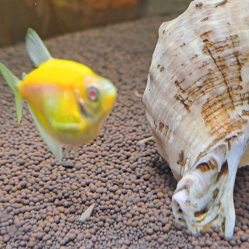 Улитки мелании бесплатно