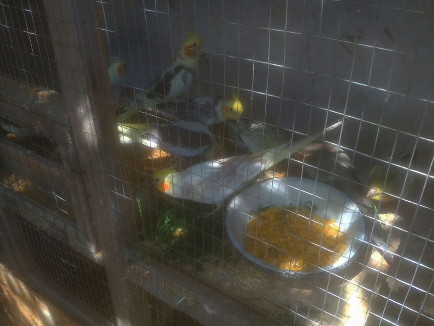 Попугай карелла