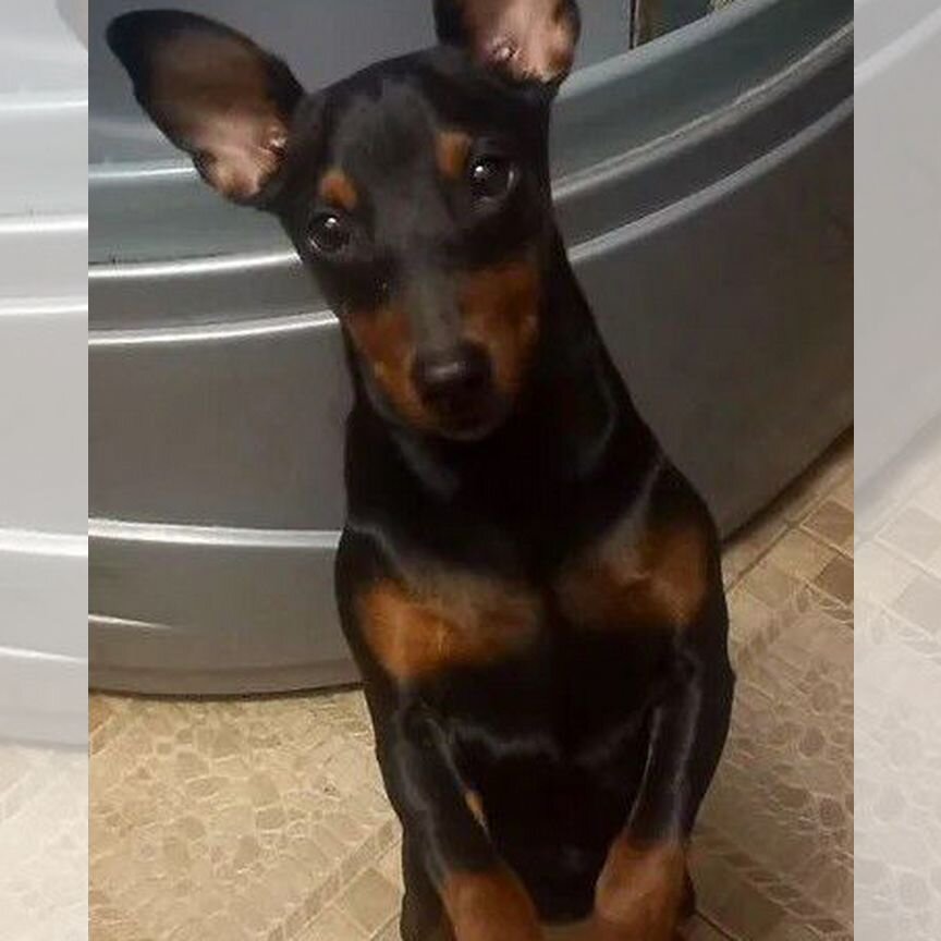 Цвергпинчер, взрослая собака