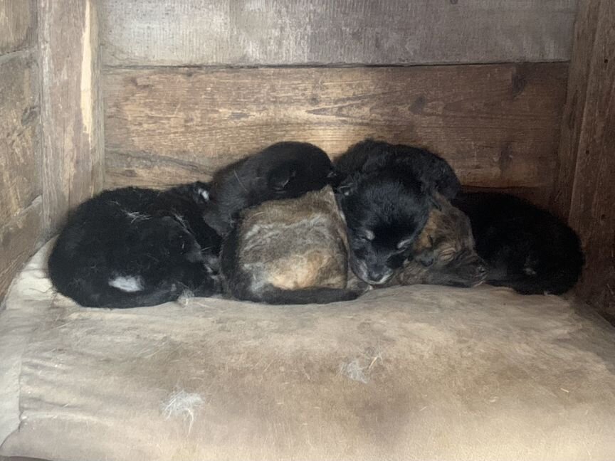 Ваши лучшие друзья