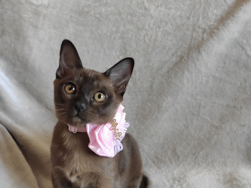 Бурманские котята