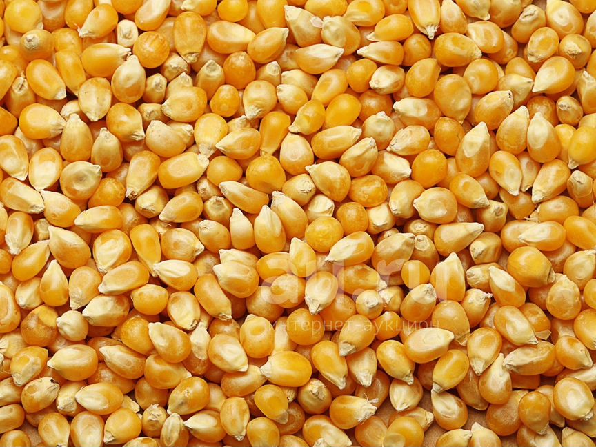 Ячмень кукуруза