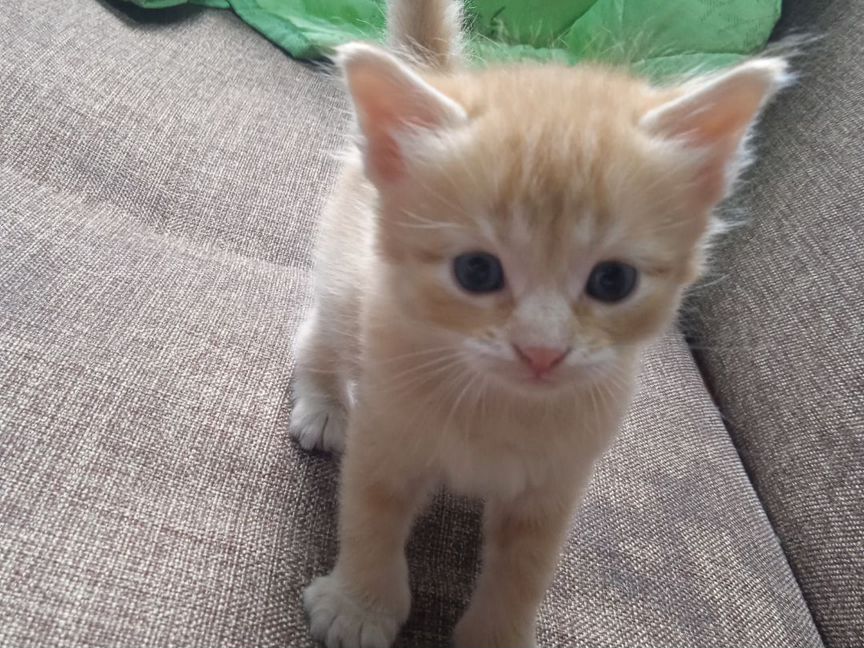 Котята в добрые руки