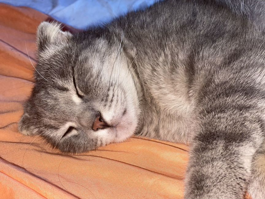 Отдам кота в добрые руки