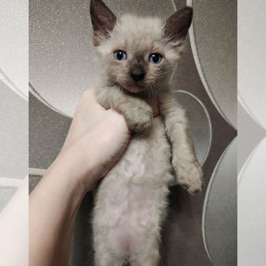 Котенок сеамский