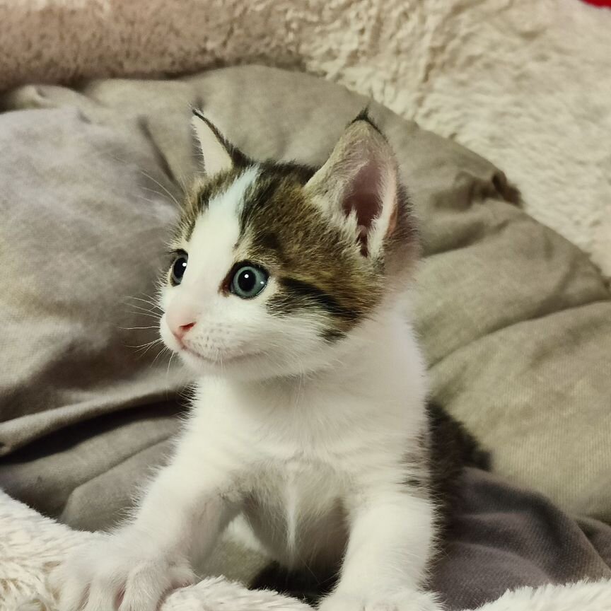 Котенок мальчик, кот