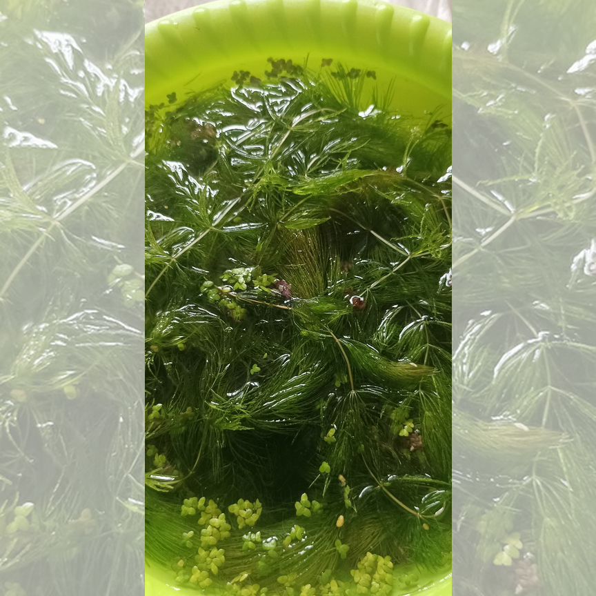 Роголистник для аквариума