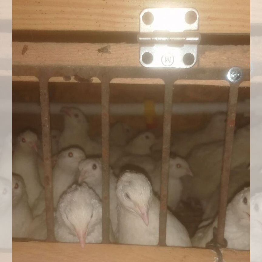 Перепела продажа