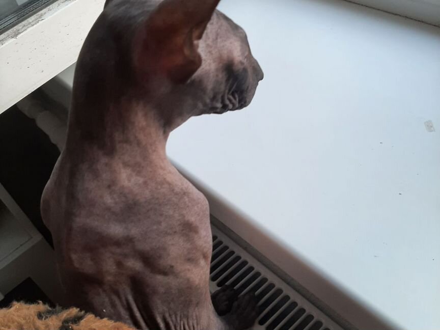 Молодая кошечка ищет котика