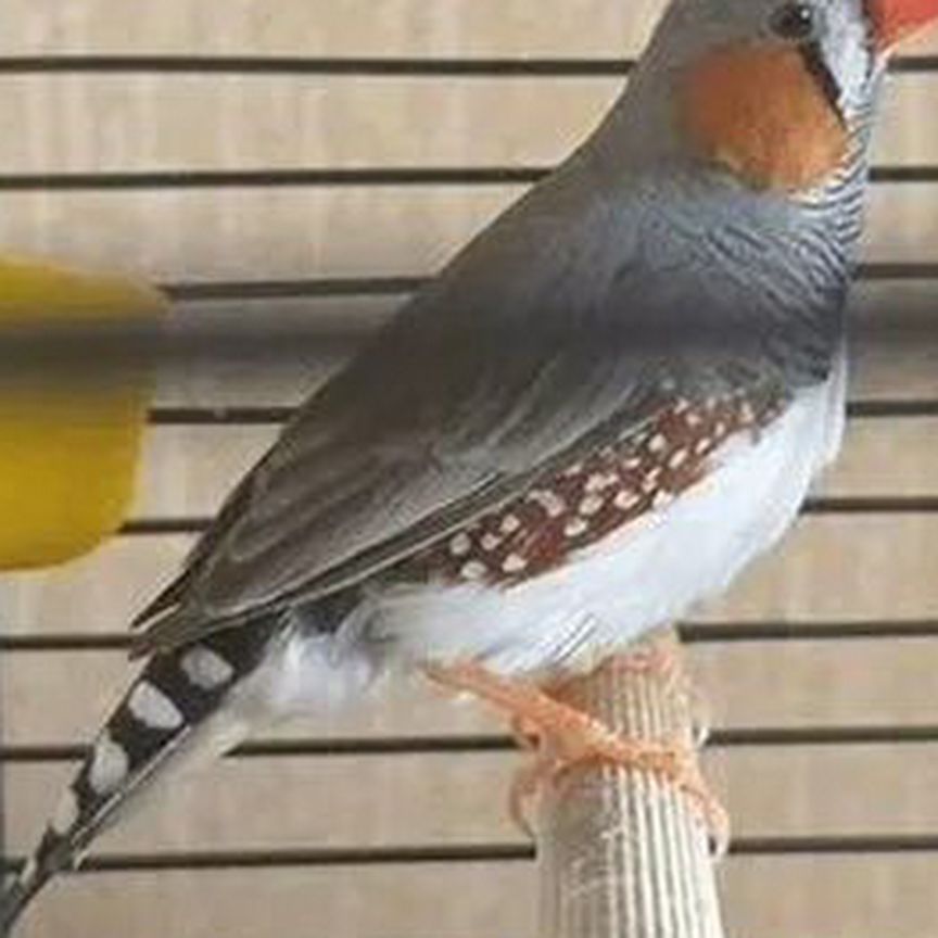 Зебровые амадины