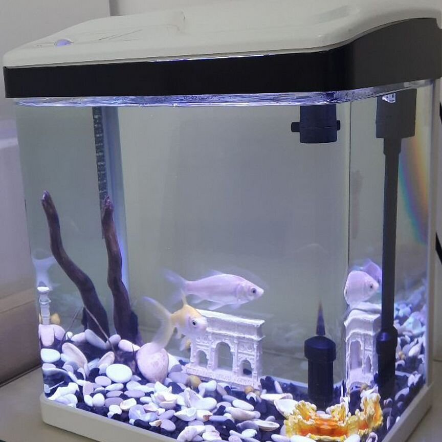 Аквариумные рыбки