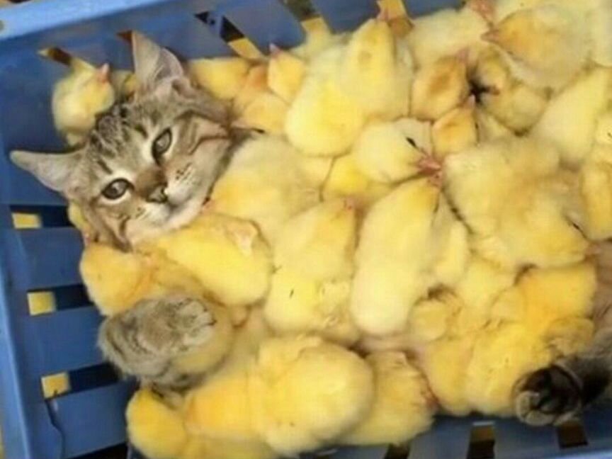 Суточные цыплята кормовые