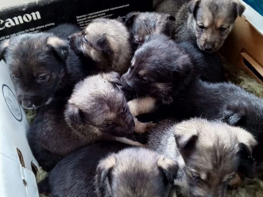 Отдам бесплатно щенки