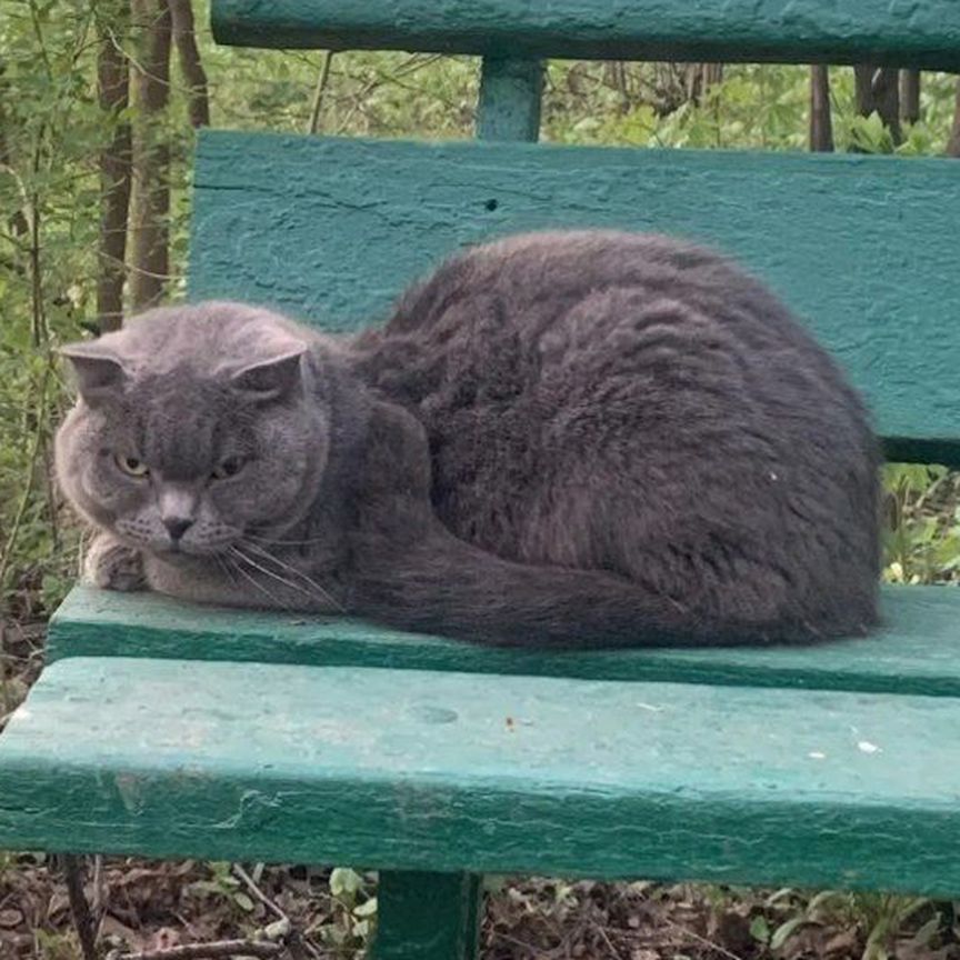Взрослый кот в добрые руки