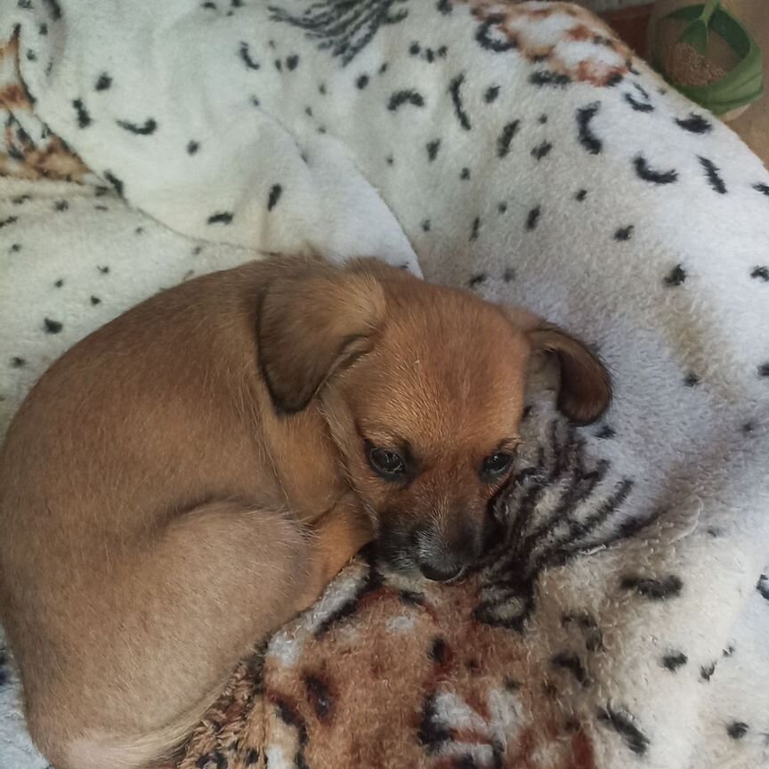 Щенок джек рассел