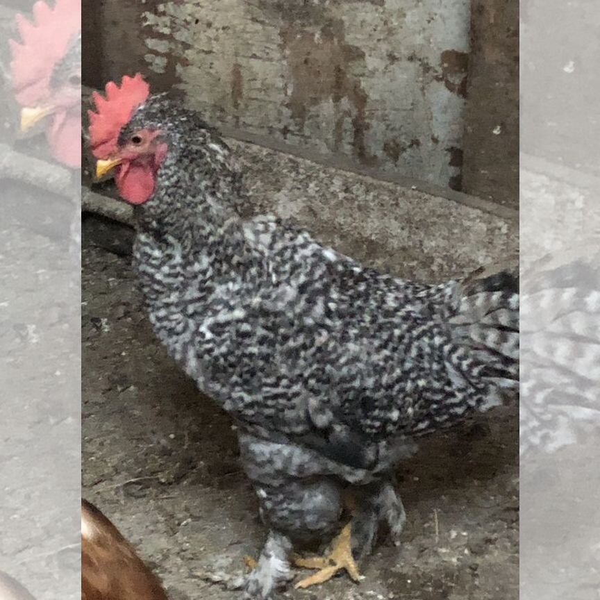 Петух молодой