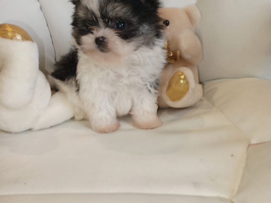 Мальчик Exclusive помапу