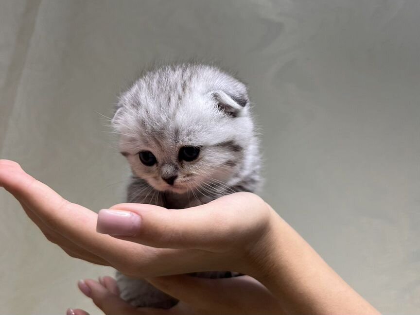 Шотландские котята