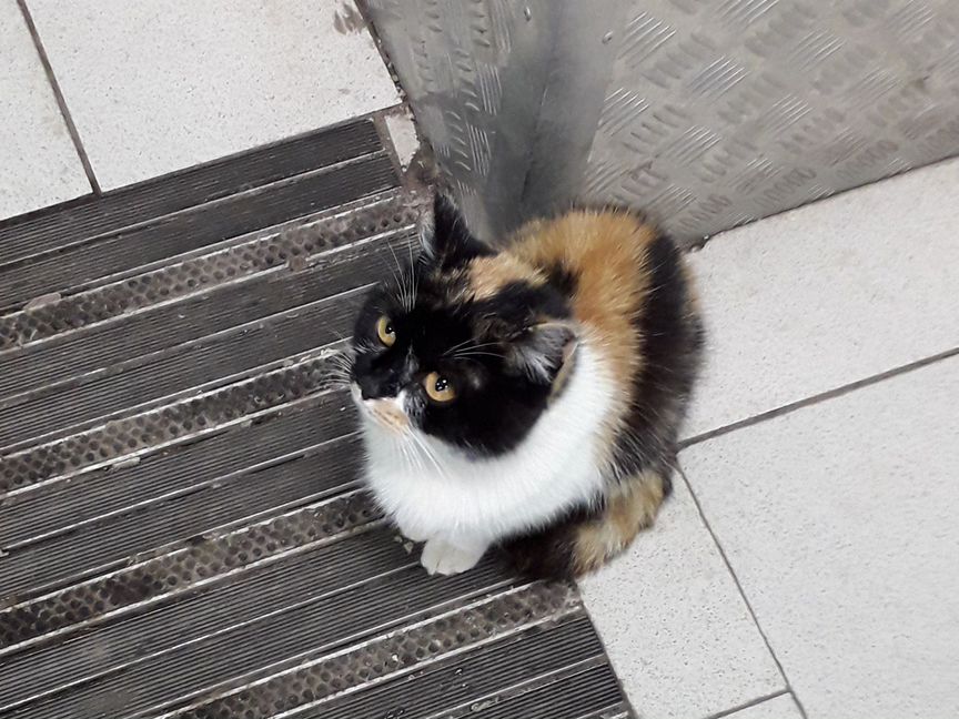 Кошечка трёхцветка (арлекин), примерно 1 год