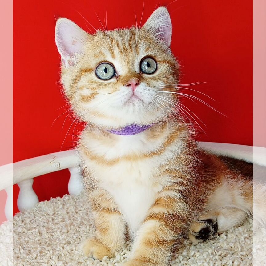 Шотландские котята