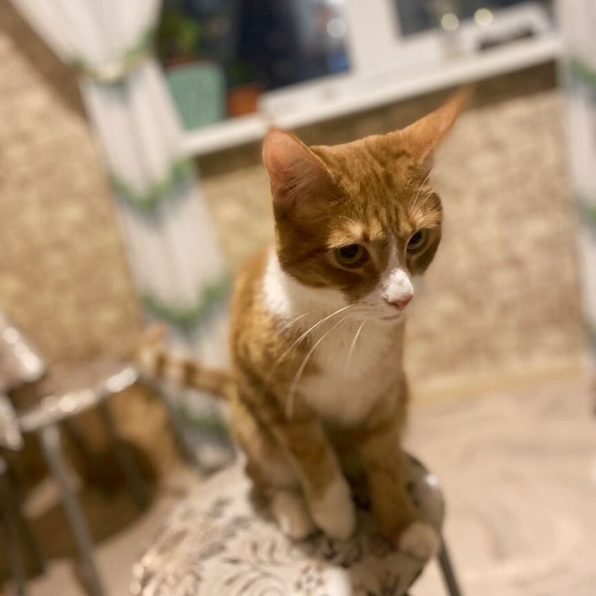 Животные кот