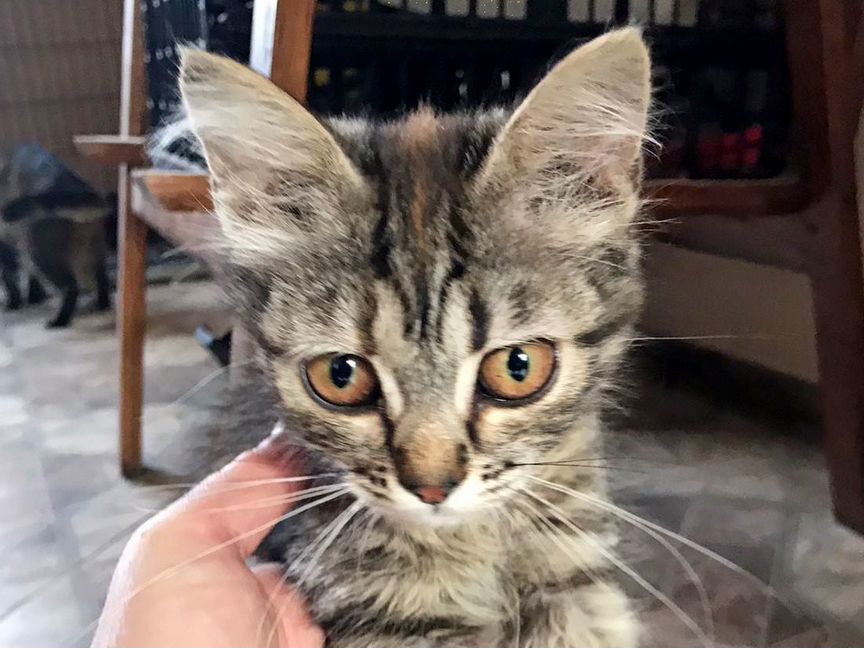 Малышка девочка 2 мес