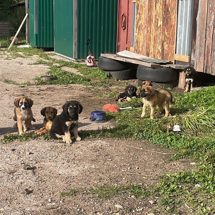 8 щенков на улице