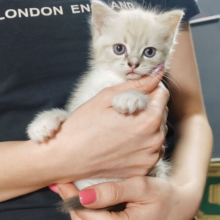 Сиамский котенок девочка очень красивая