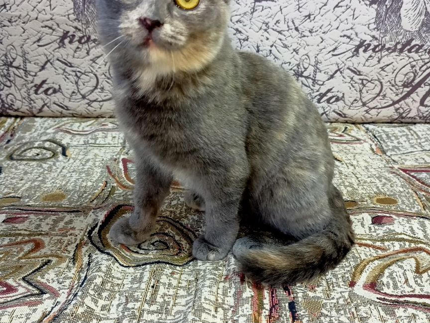 Кошка