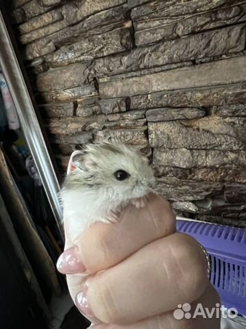 Джунгарский хомяк