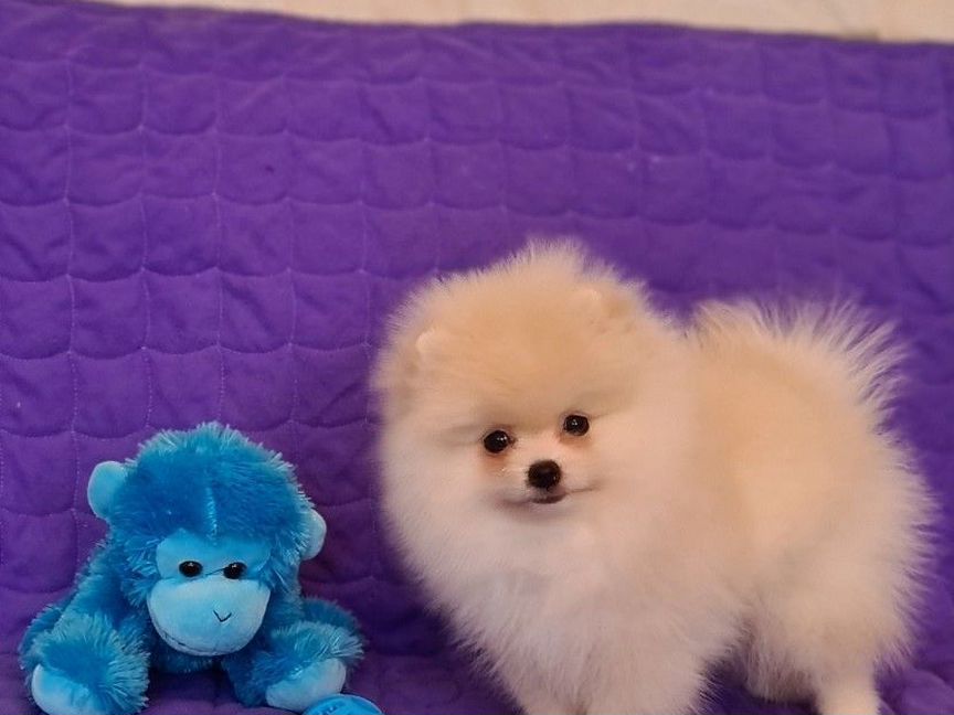 Померанский шпиц мальчик крем