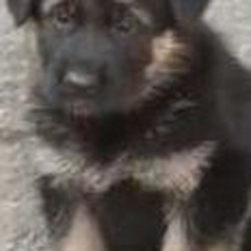 Щенок мальчик