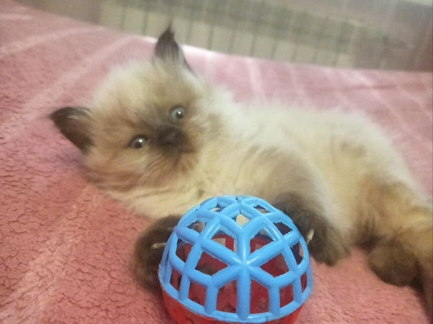 Невские маскарадные котята
