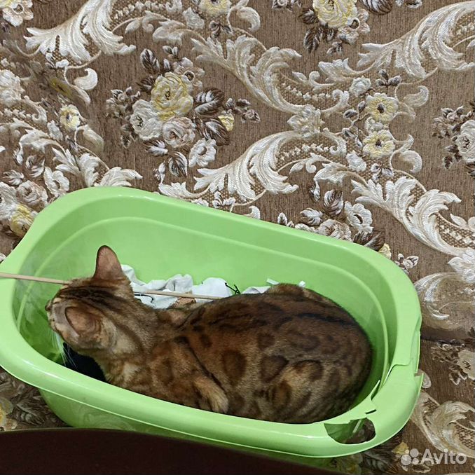 Отдам бесплатно бенгальскую кошку