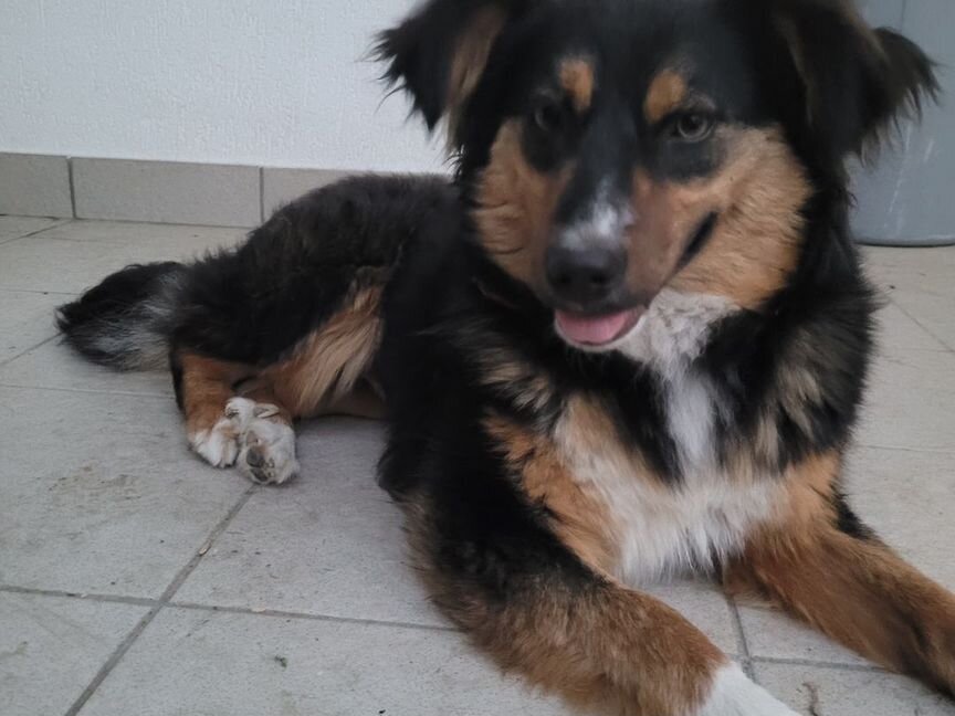 Собака в добрые руки 11 месяцев стерилизованная