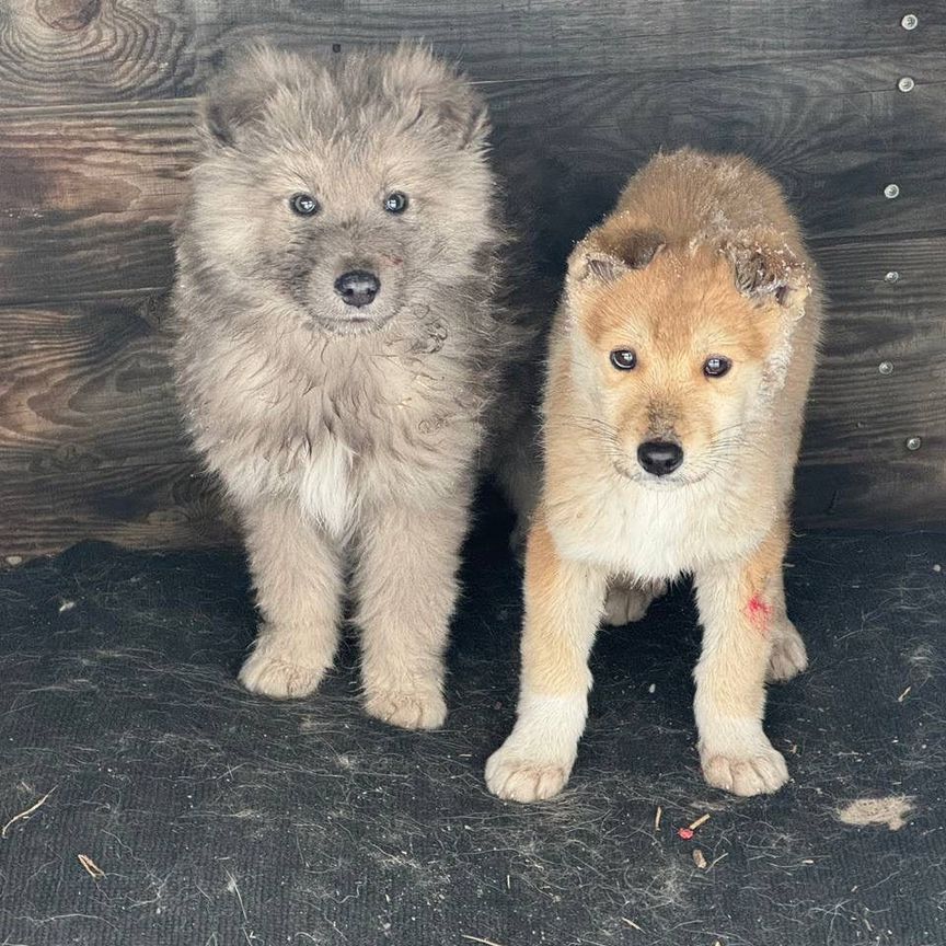 Щенок в добрые руки