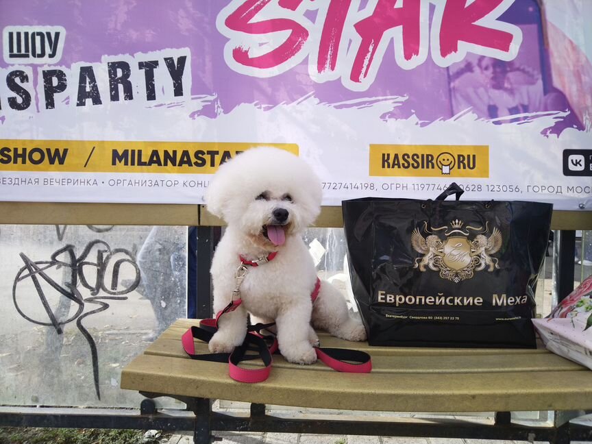 Бишон фризе вязка