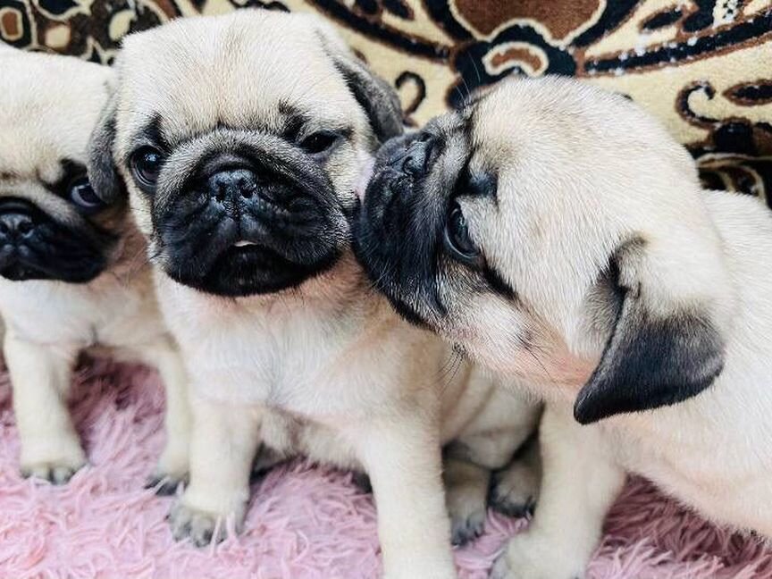 Мопс