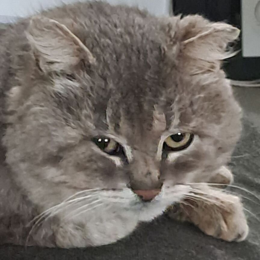 Отдам кота в добрые руки