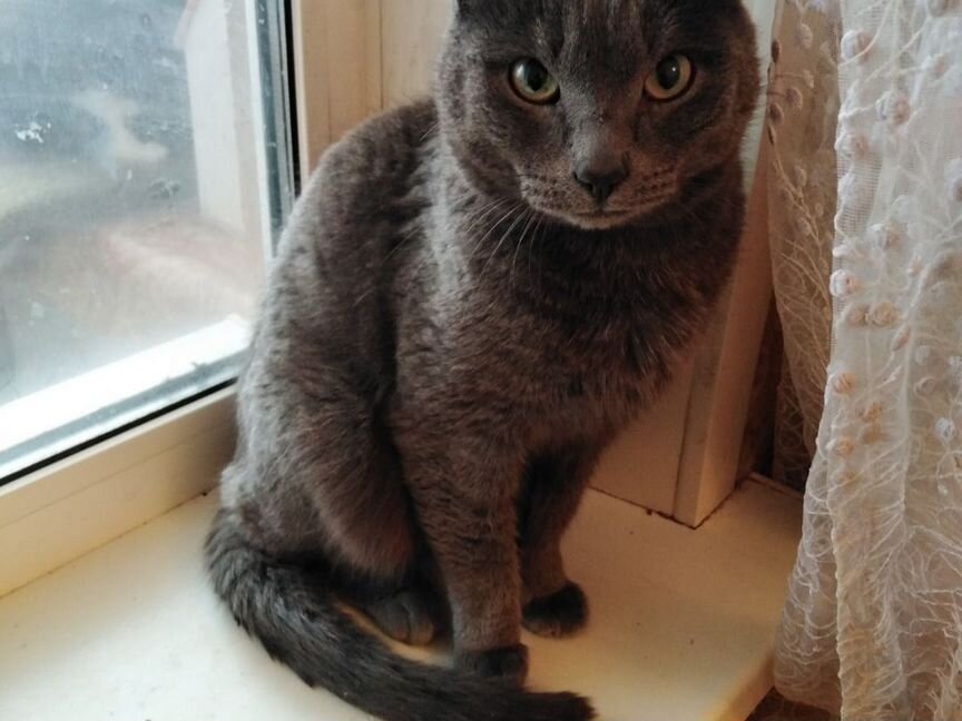 Найден русский голубой кот, в добрые руки