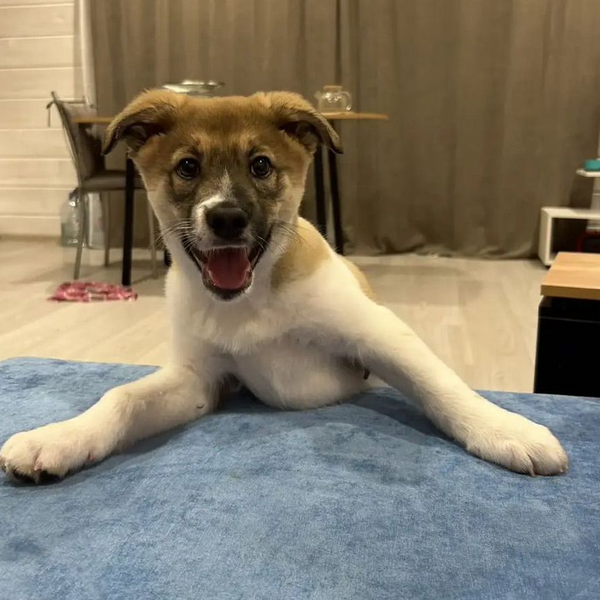 Щенок в добрые руки