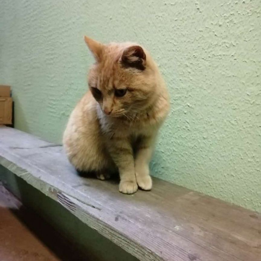 Рыжая кошечка