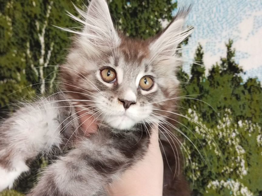 Девочка мейн кун с документами