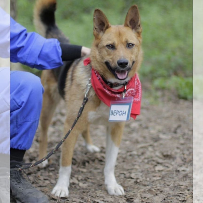 Взрослый пёс в добрые руки