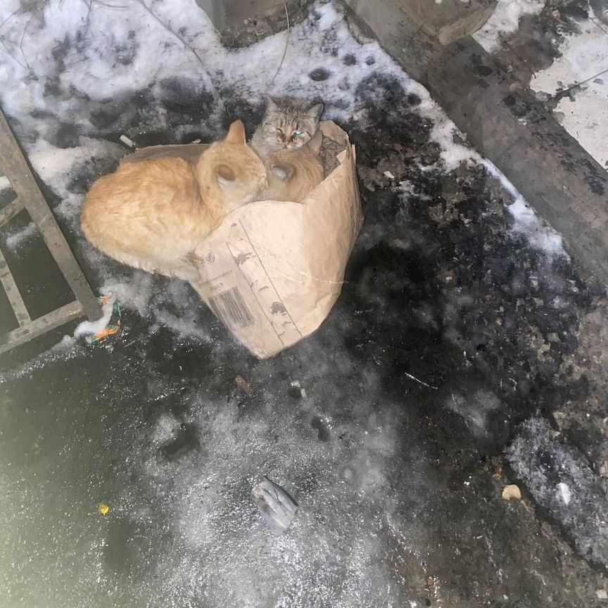 Ищем кураторов
