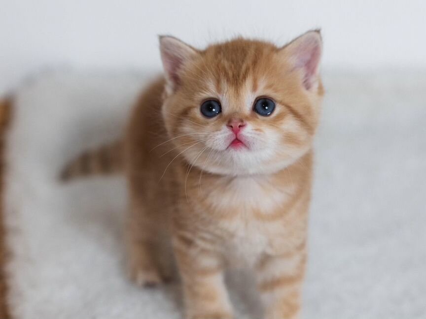 Золотые котята скотиш страйт
