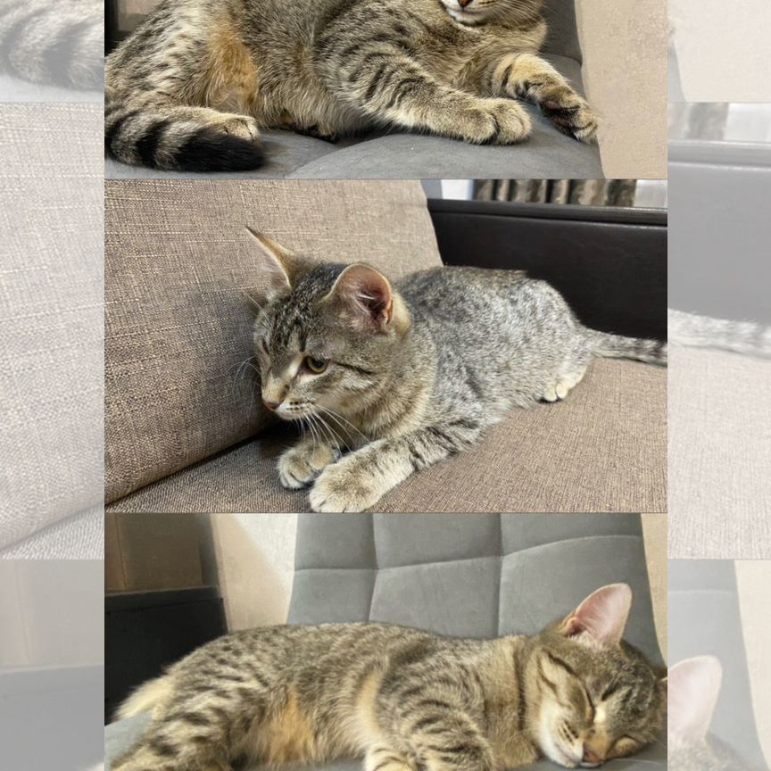 Котенок в добрые руки