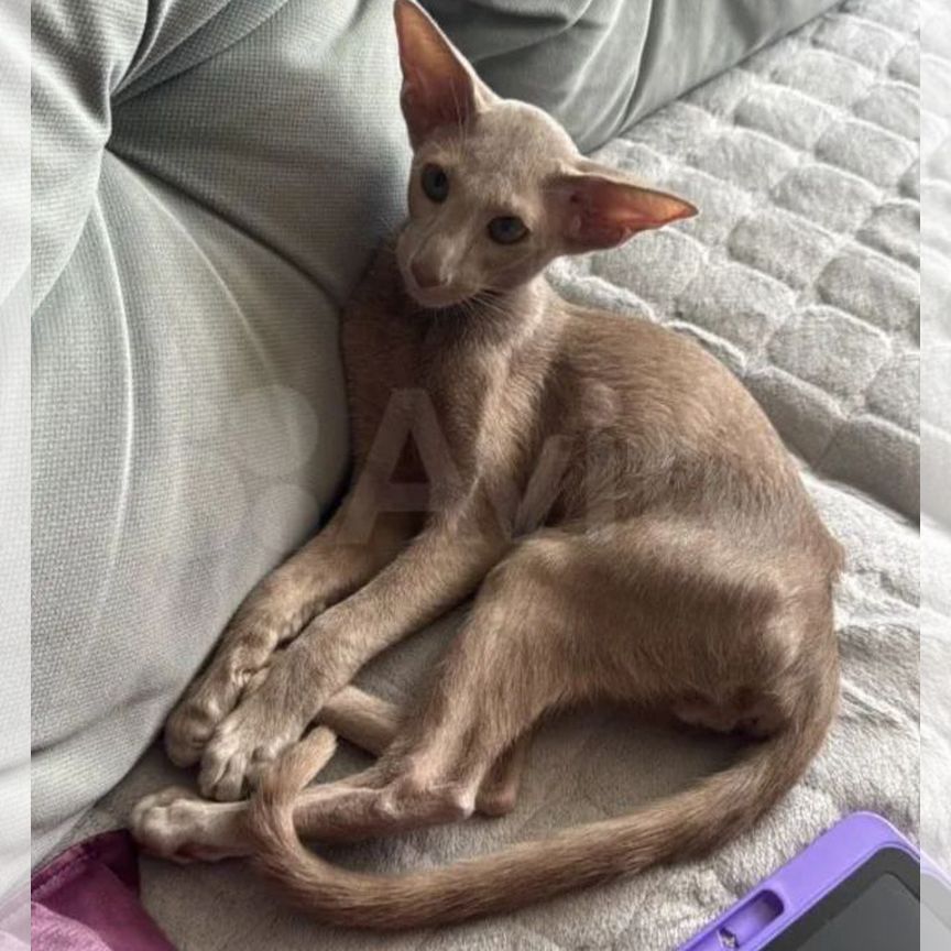 Ориентальные котята с документами