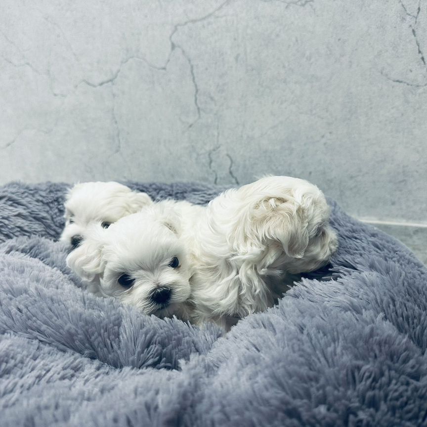 Щенки мальтийской болонки mini