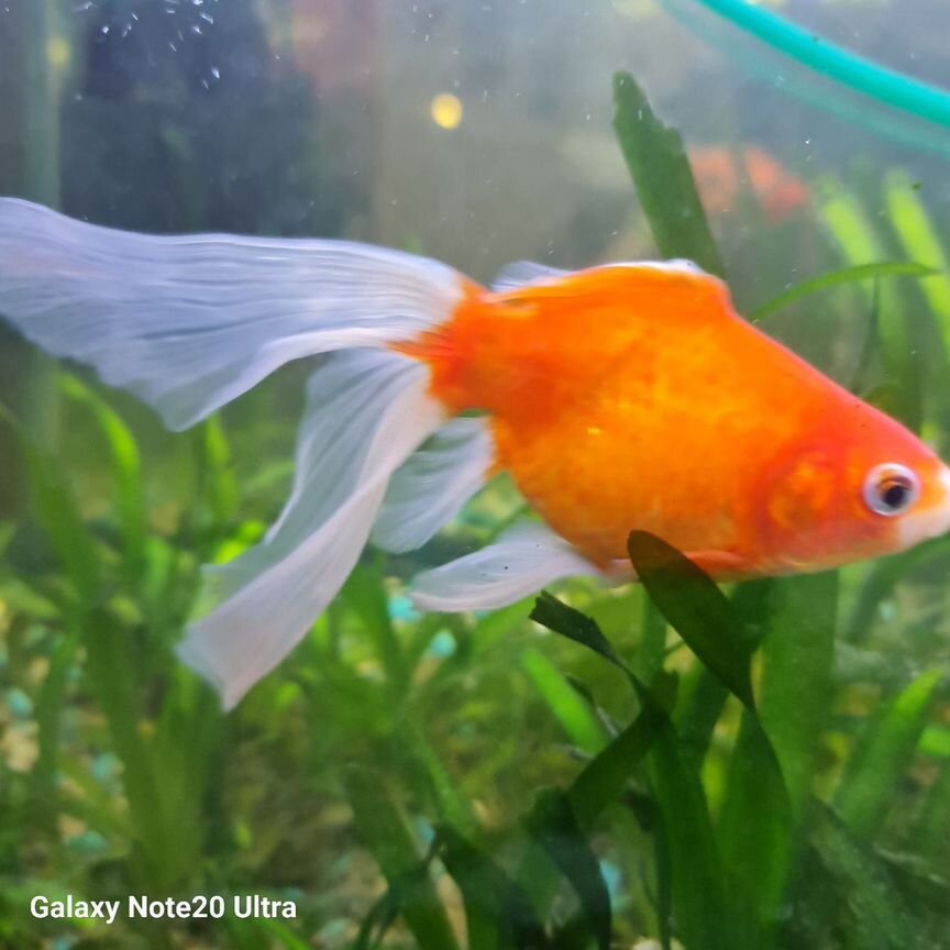 Рыбка зодотая